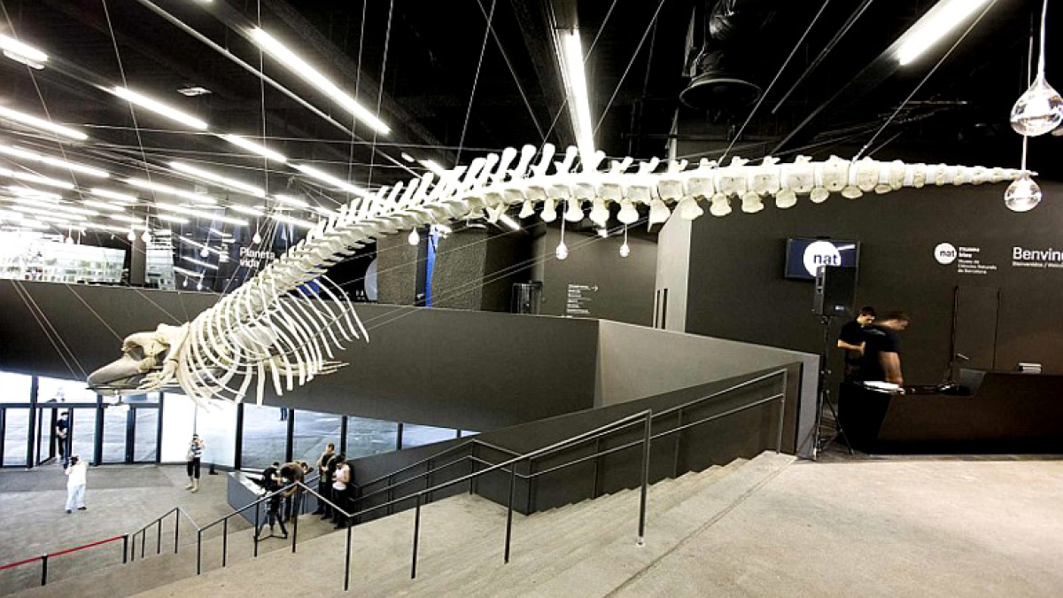 Hall - Barcelona | Akommo